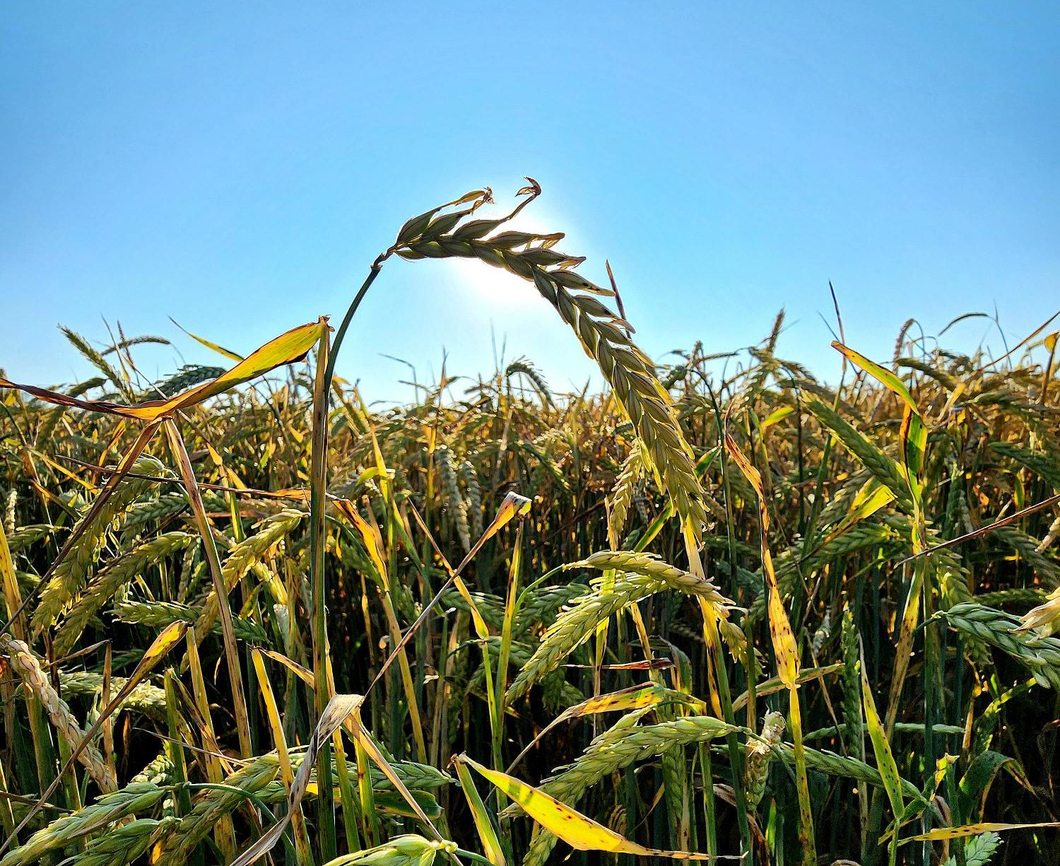 What Farmers Need For Insurance During Harvest | Prairie Insurance